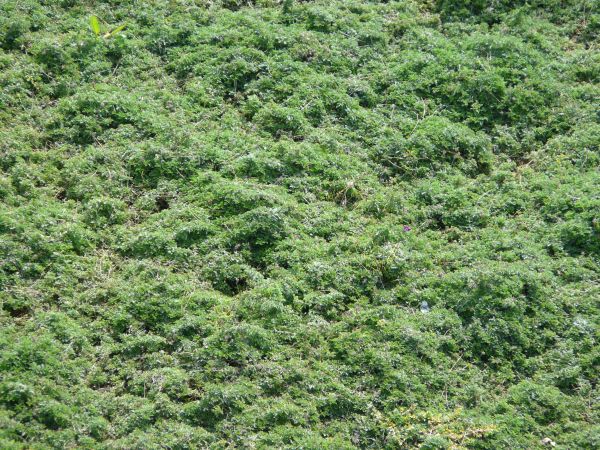 other grass texture 0034 - Texturelib